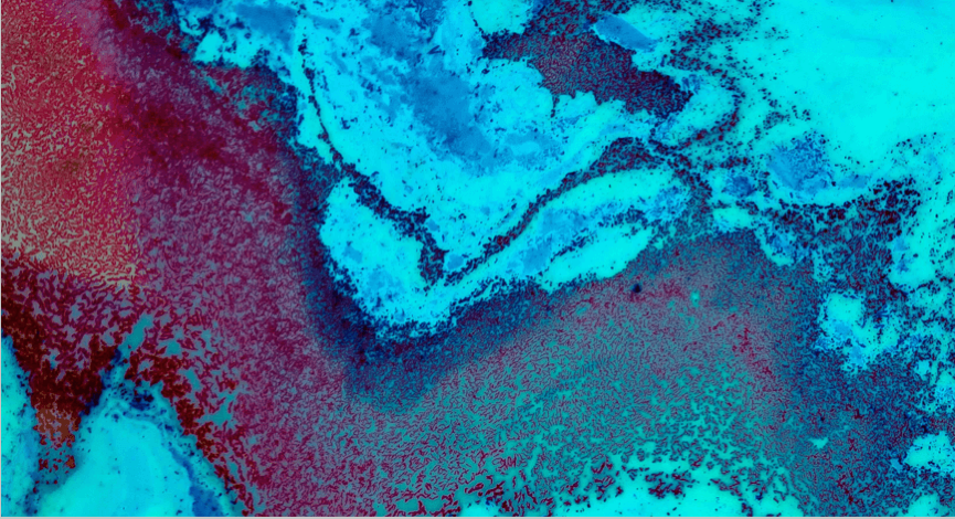 The threat of pest contamination in containers and how to reduce it ...